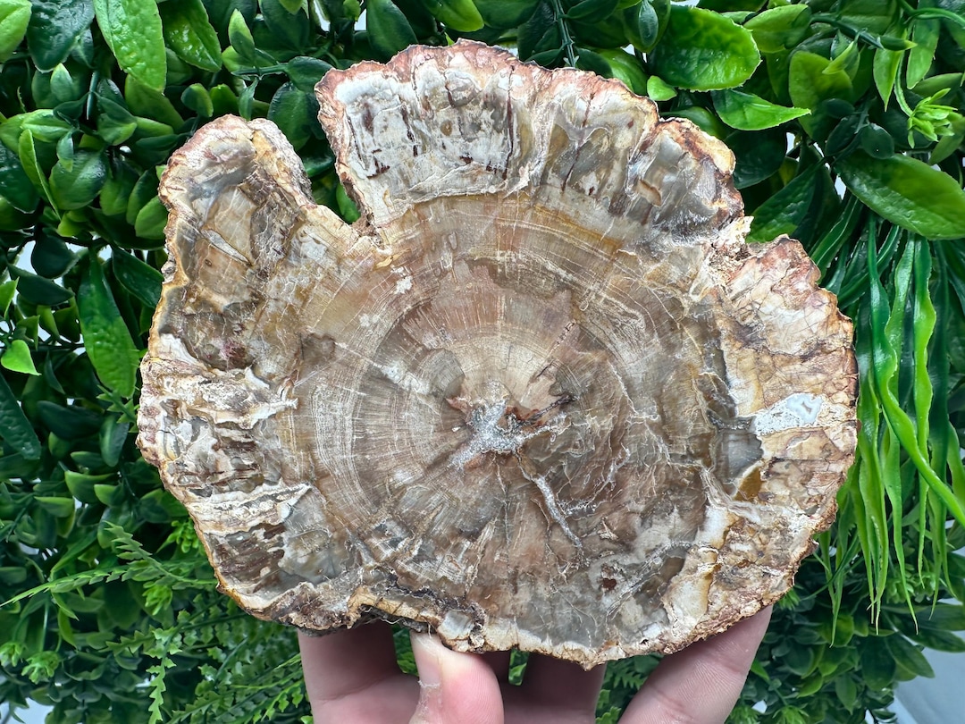 Petrified Wood Slab Natural Stone Slice Fossilized Wood Specimen ...