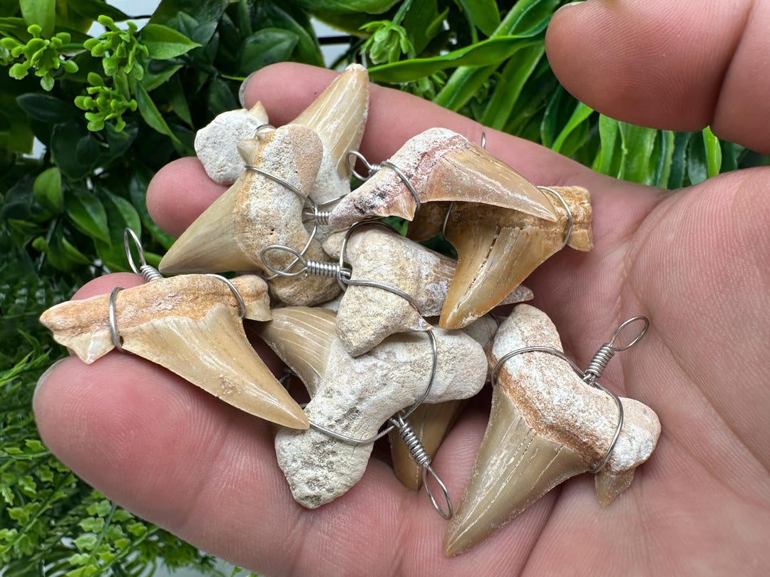 Shark Tooth Fossil: Protection & Strength Souvenir Pendant - Etsy