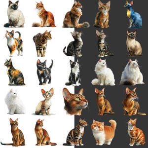 Realistic Cat Clipart Set – 125 PNG Cats, Commercial Use, Transparent ...