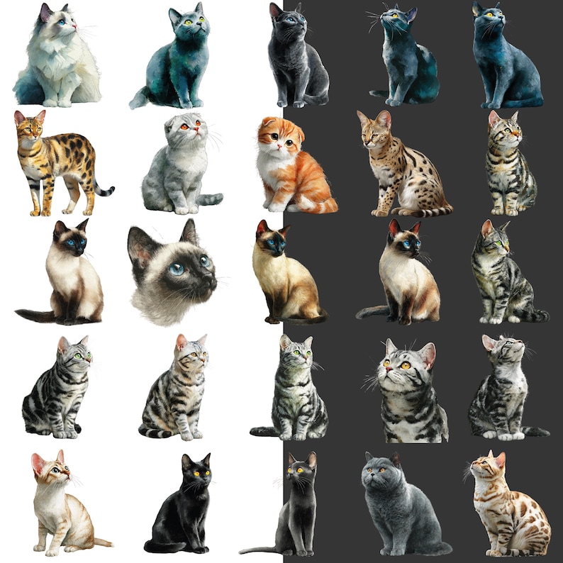 Realistic Cat Clipart Set – 125 PNG Cats, Commercial Use, Transparent ...