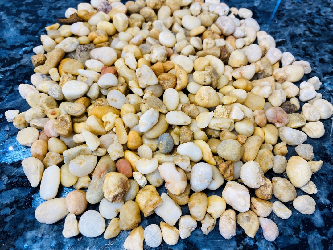 Barnegat Bay Gold Pea Sized Natural Ocean Pebbles for Use in Planters ...