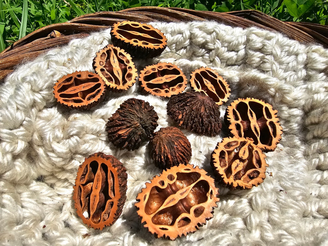 10 Black Walnut Shell Halves - Etsy