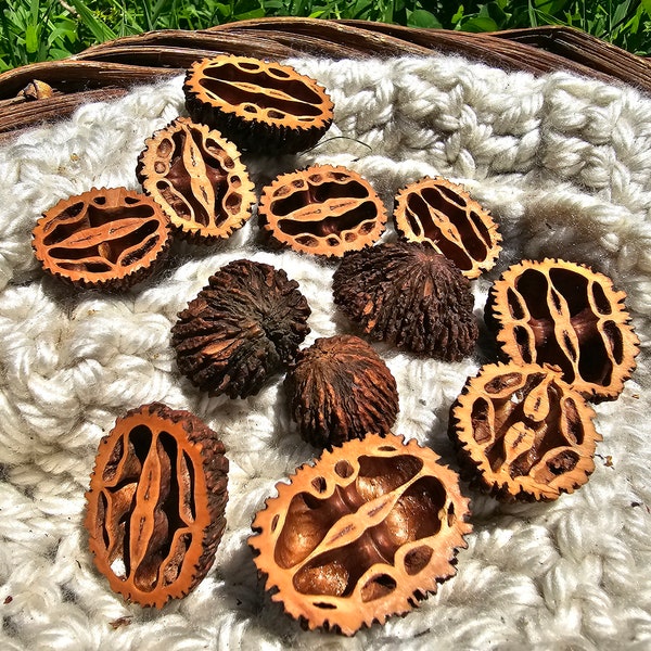 Black Walnut Shells - Etsy