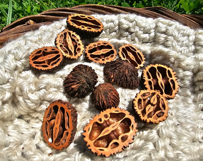 10 Black Walnut Shell Halves - Etsy