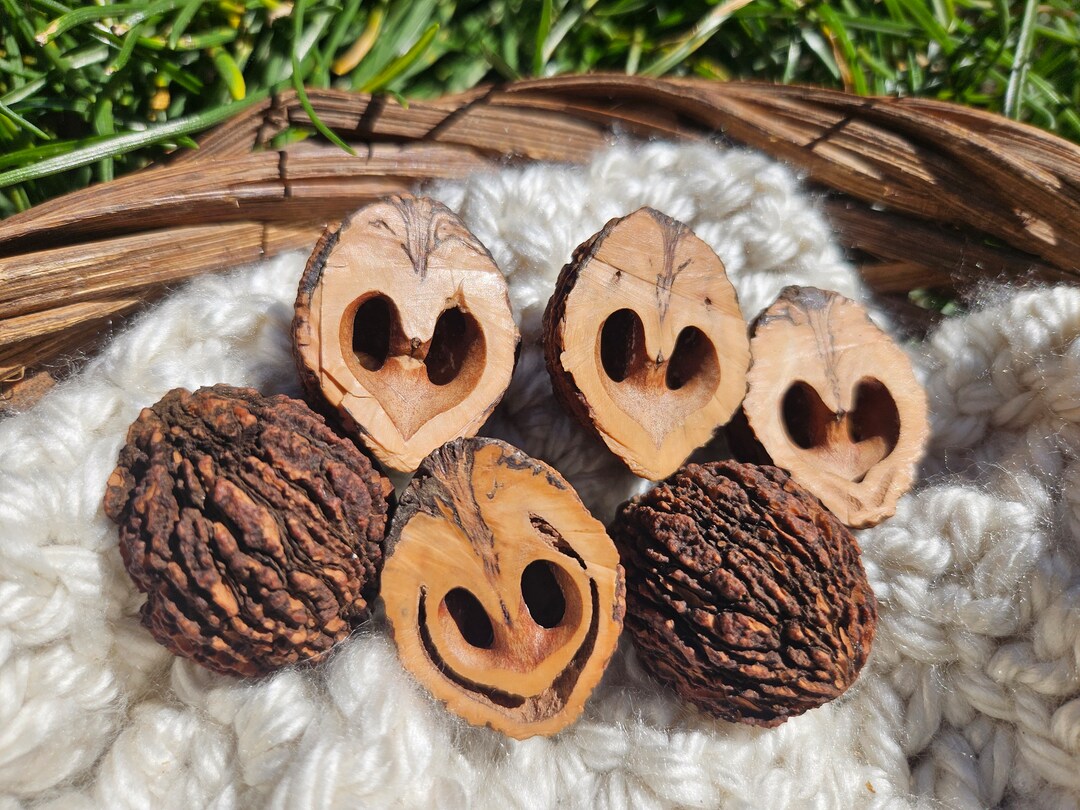 10 Black Walnut Shell Halves - Etsy