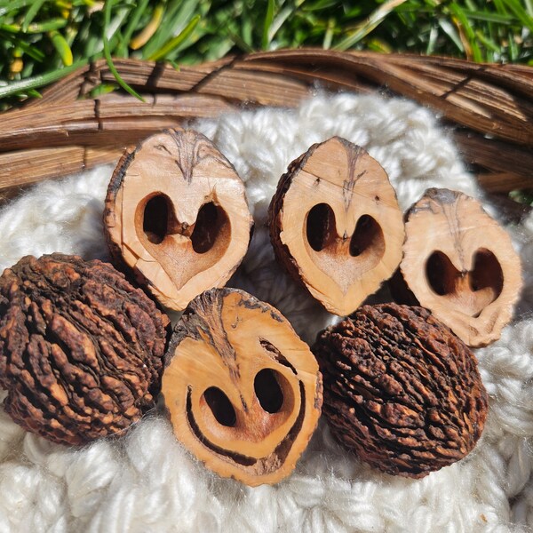 Black Walnut Shells - Etsy