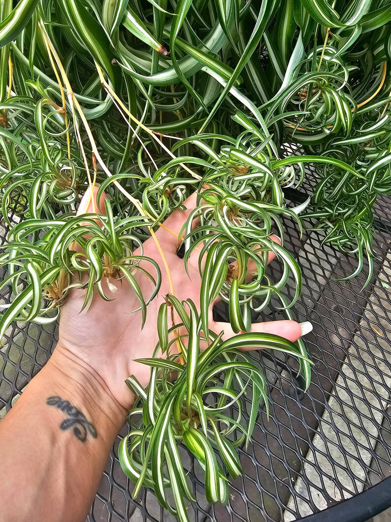 Curly Spider Plants - Etsy