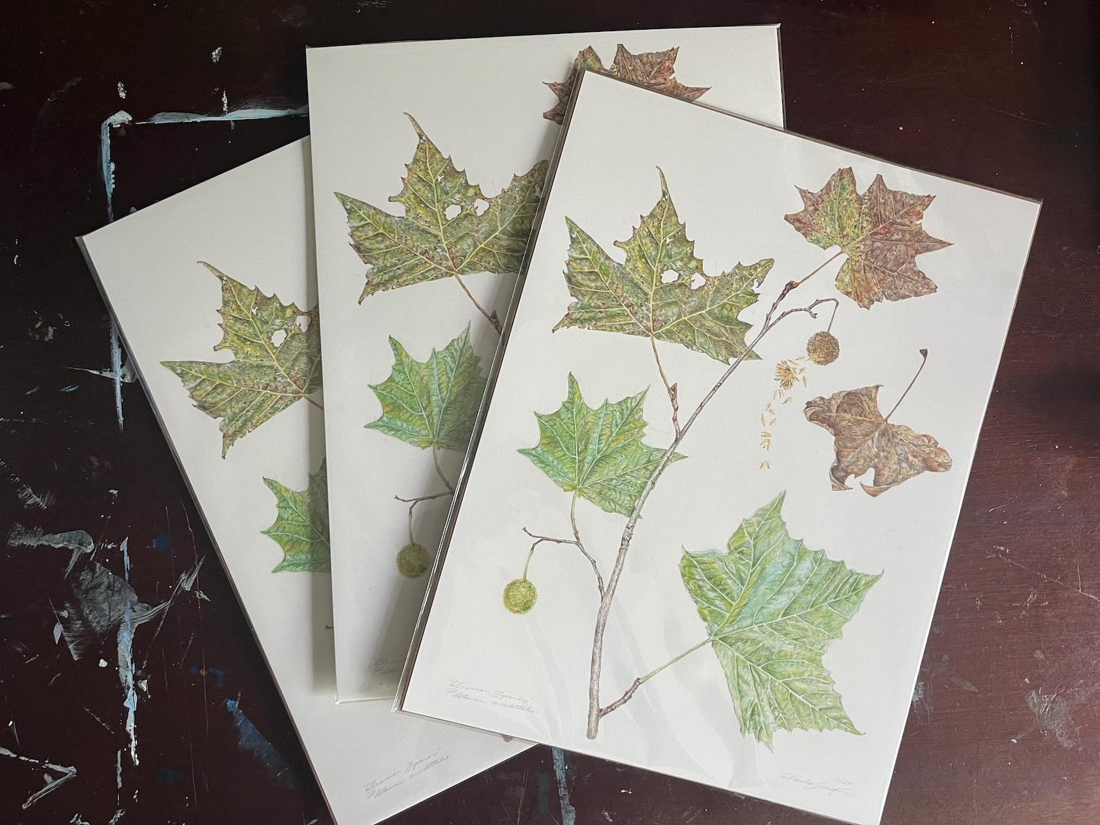 Sycamore Cycle: Signed Fine Art Print, Colored Pencil Botanical Art ...