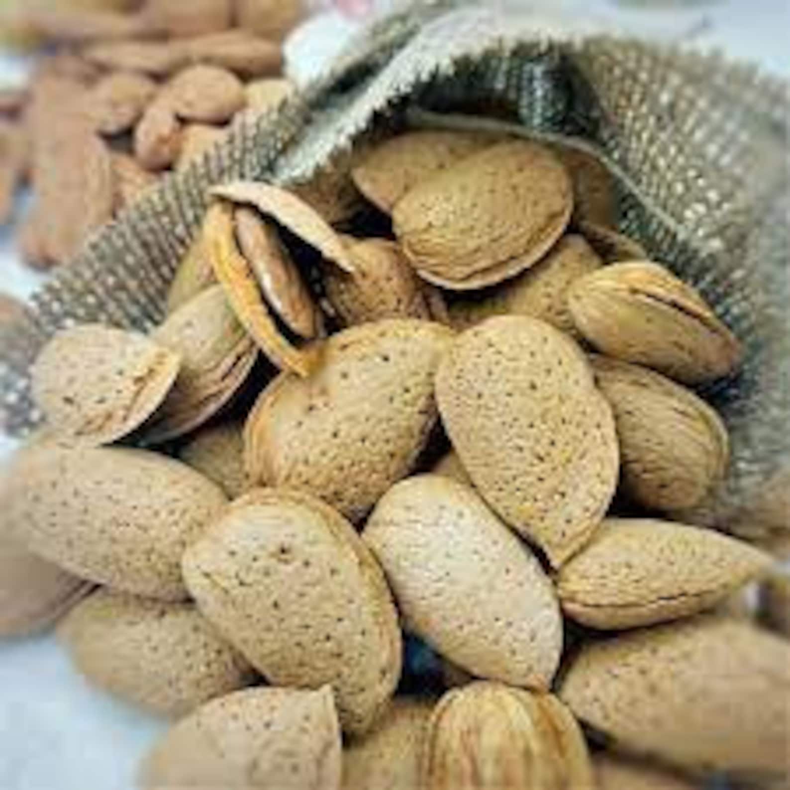 Fresh and Organic Almonds: Taste From Nature,energy-packed Healthy ...