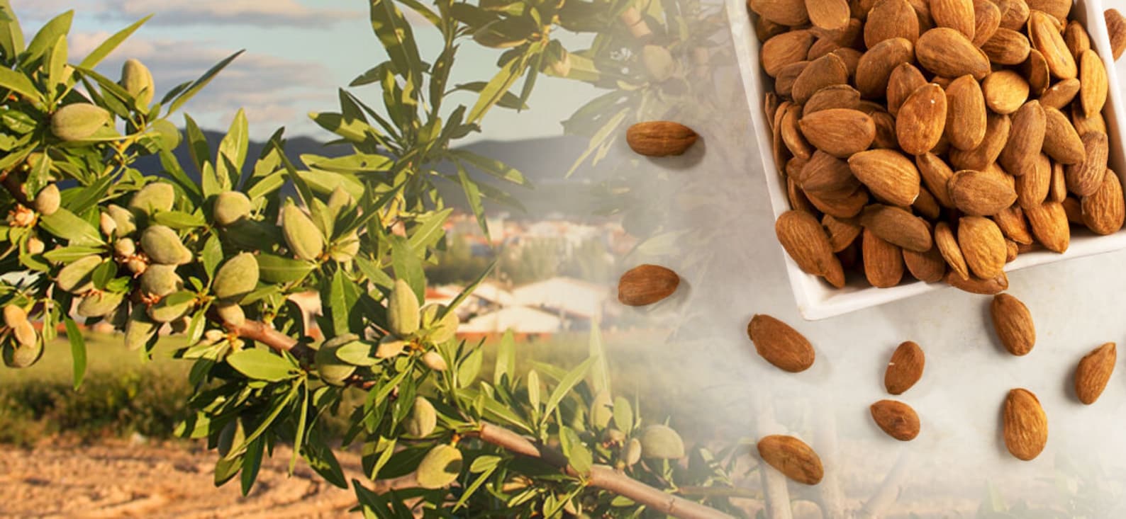 Fresh and Organic Almonds: Taste From Nature,energy-packed Healthy ...