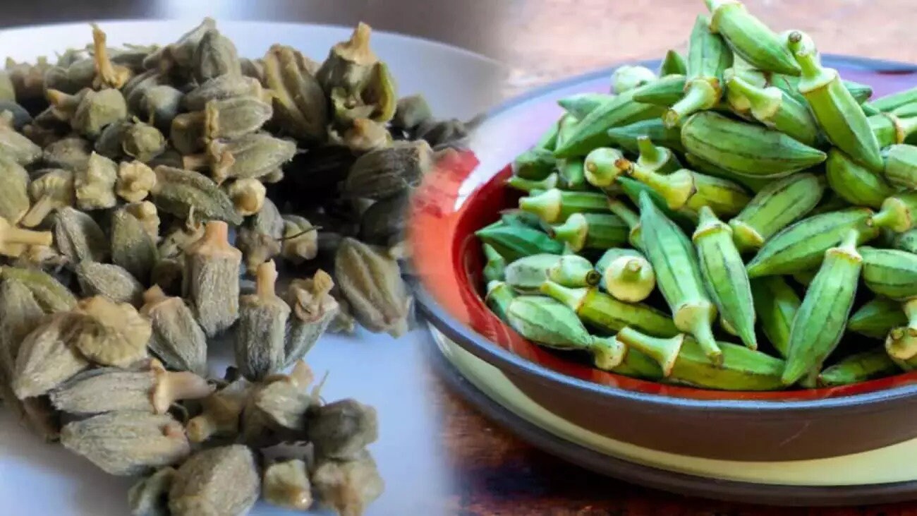 Traditional Okra Dried Naturally From Our Garden, Natural Sun-dried ...
