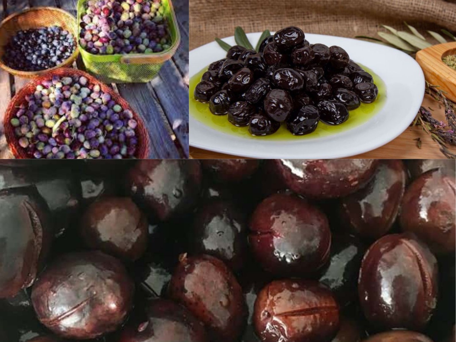 Natural Black Olives,homemade Black Olives,olive Harvest From Our ...