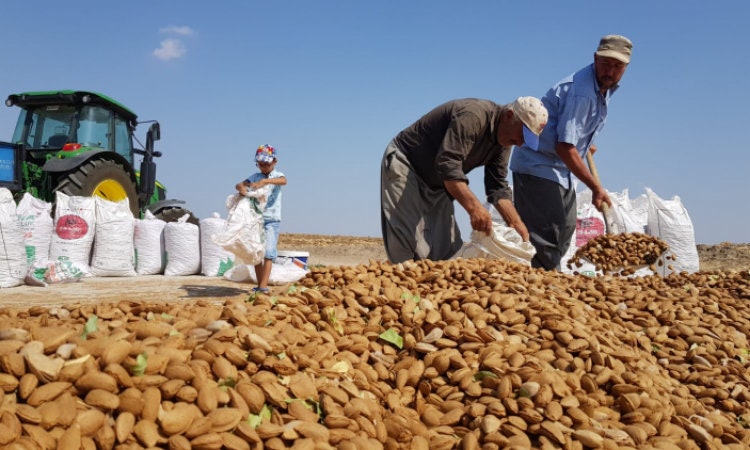 Fresh and Organic Almonds: Taste From Nature,energy-packed Healthy ...