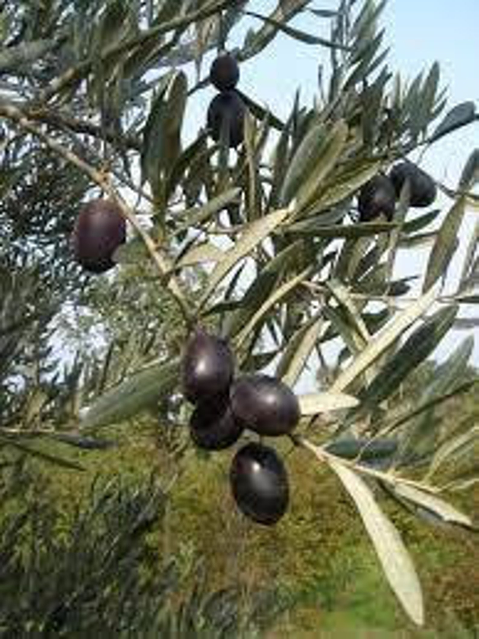 Natural Black Olives,homemade Black Olives,olive Harvest From Our ...