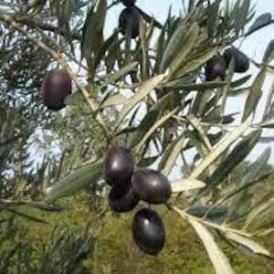 Natural Black Olives,homemade Black Olives,olive Harvest From Our ...