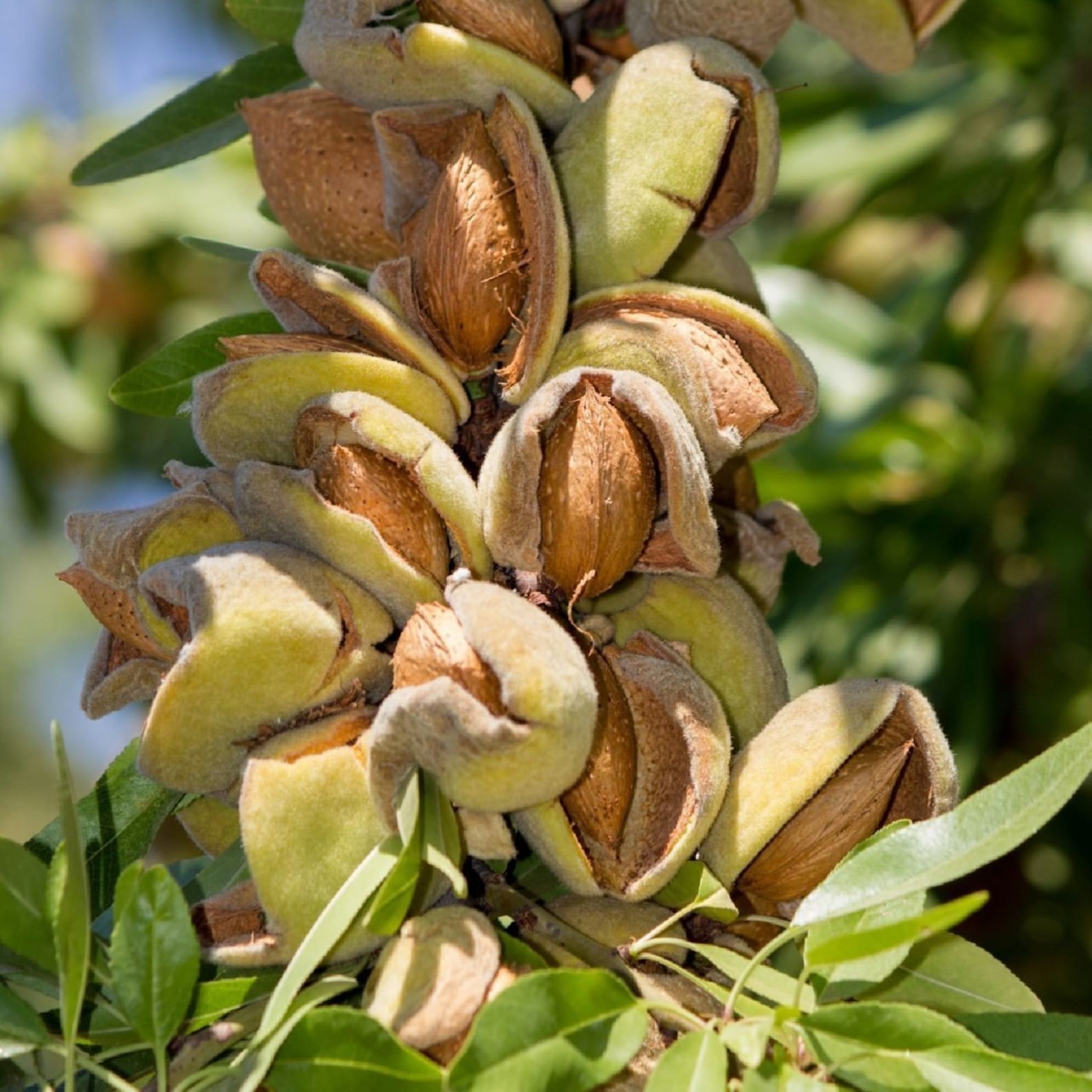 Fresh and Organic Almonds: Taste From Nature,energy-packed Healthy ...
