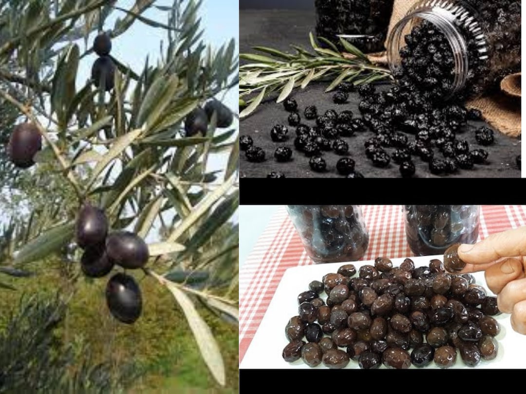 Natural Black Olives,homemade Black Olives,olive Harvest From Our ...