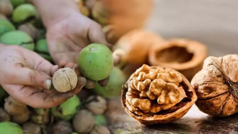Energizing Snack:fresh Organic In-shell Walnuts,quality and ...