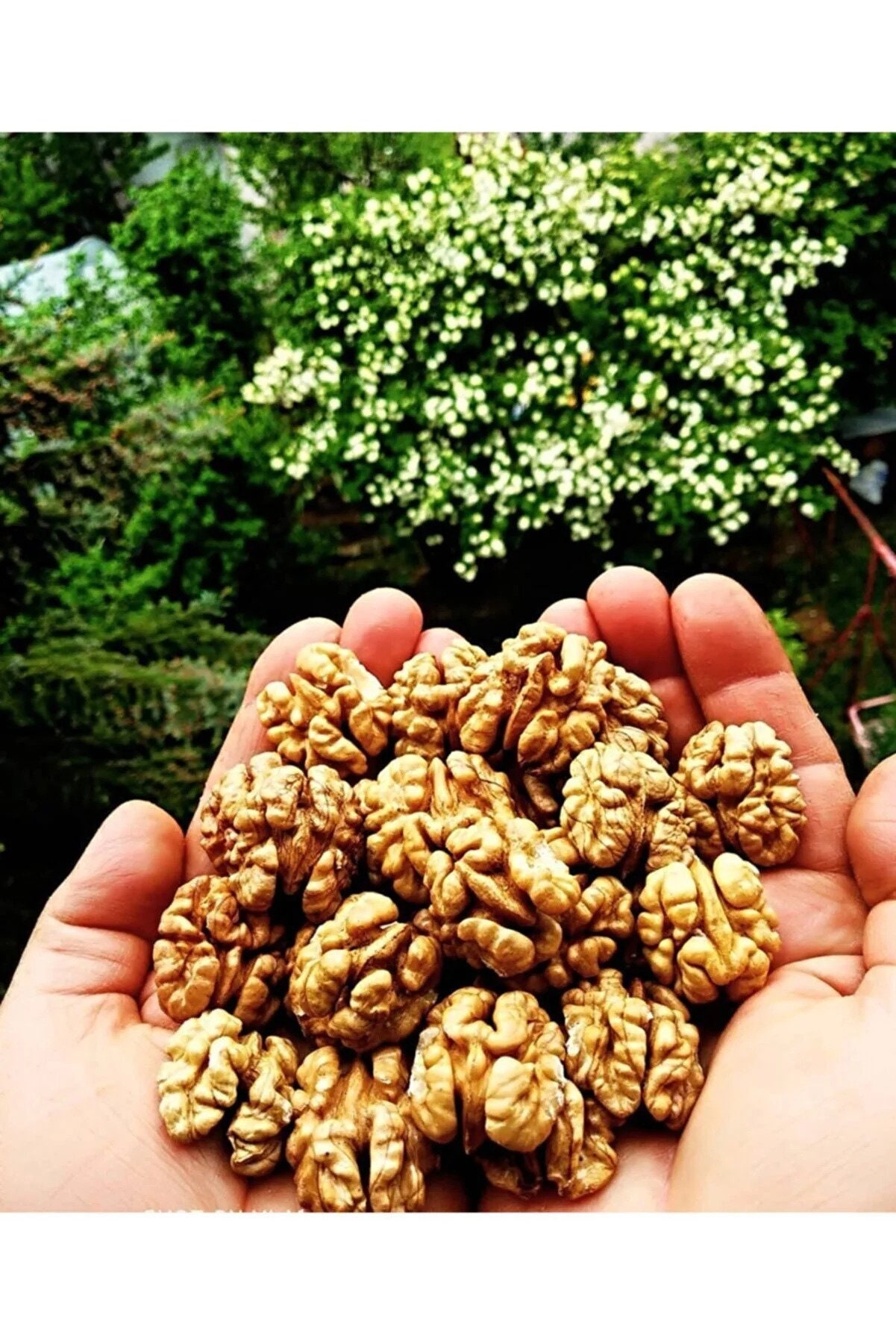 Energizing Snack:fresh Organic In-shell Walnuts,quality and ...