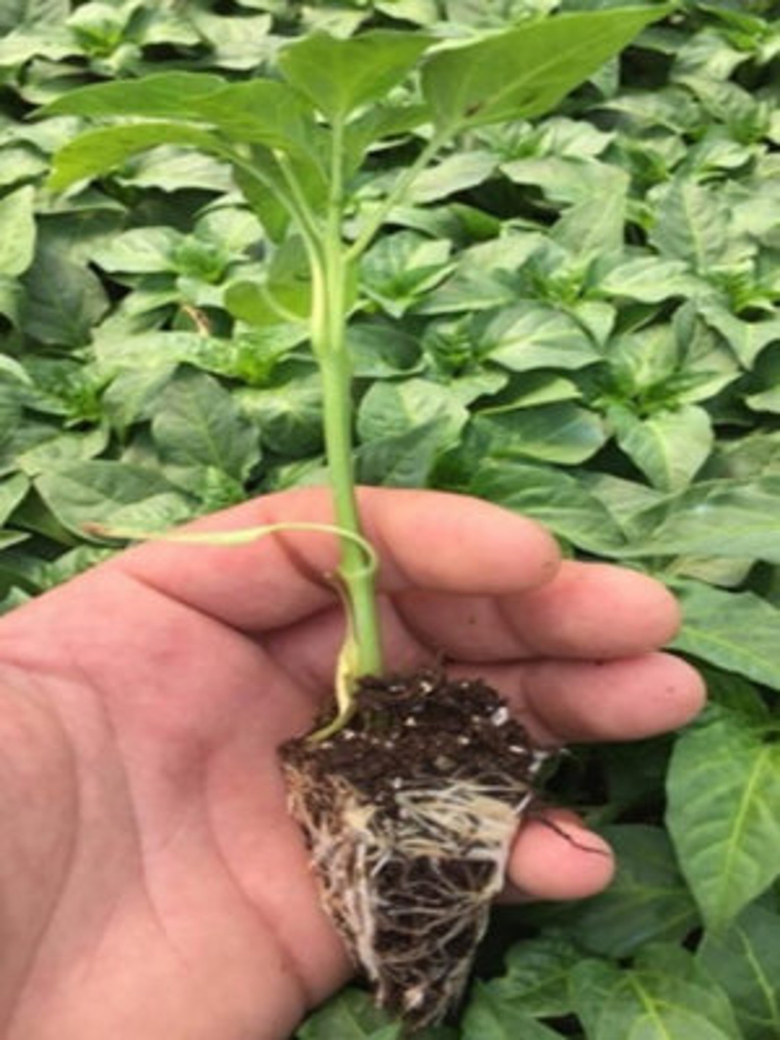 Add Flavor to Your Dishes: 250g Fresh Isot,spice That Mesmerizes With ...