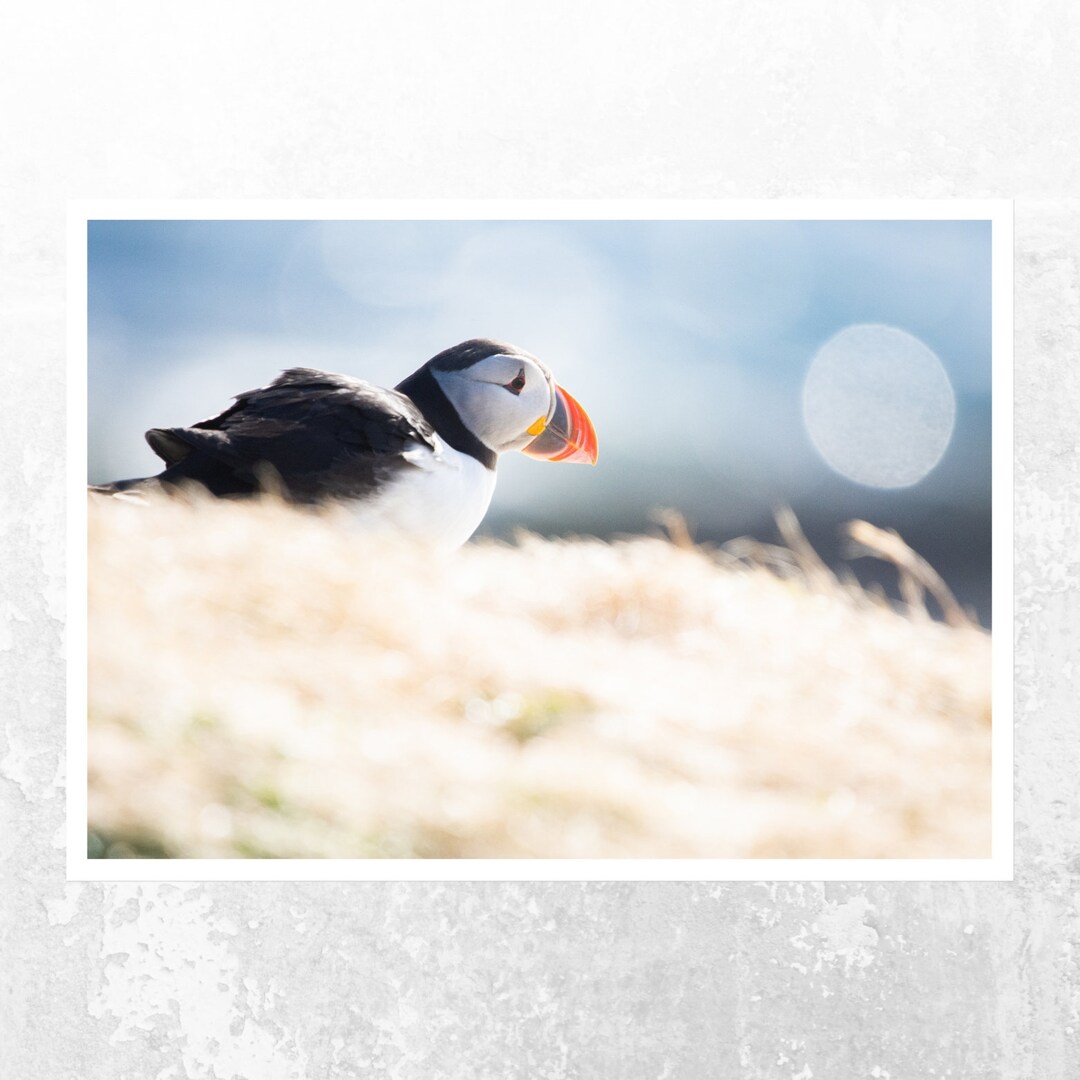 Puffin Portrait Photo digital / Wall Art / Print / Poster / Digiprint ...