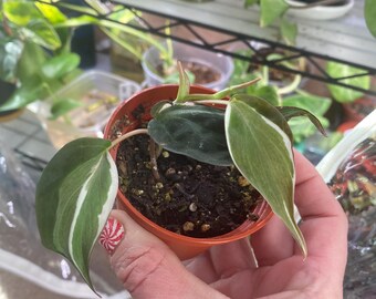 Variegated Philodendron Micans Halo - Etsy