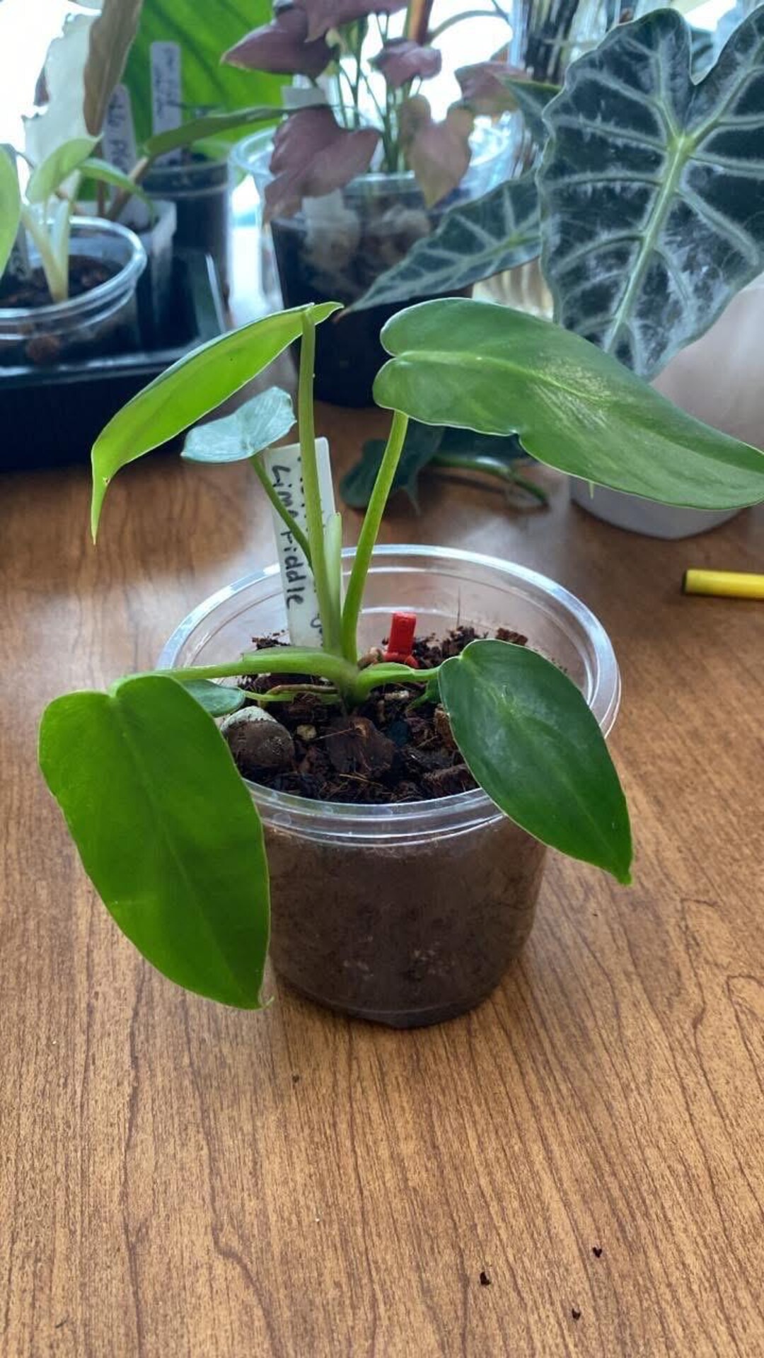 Philodendron Mottled Dragon - Etsy