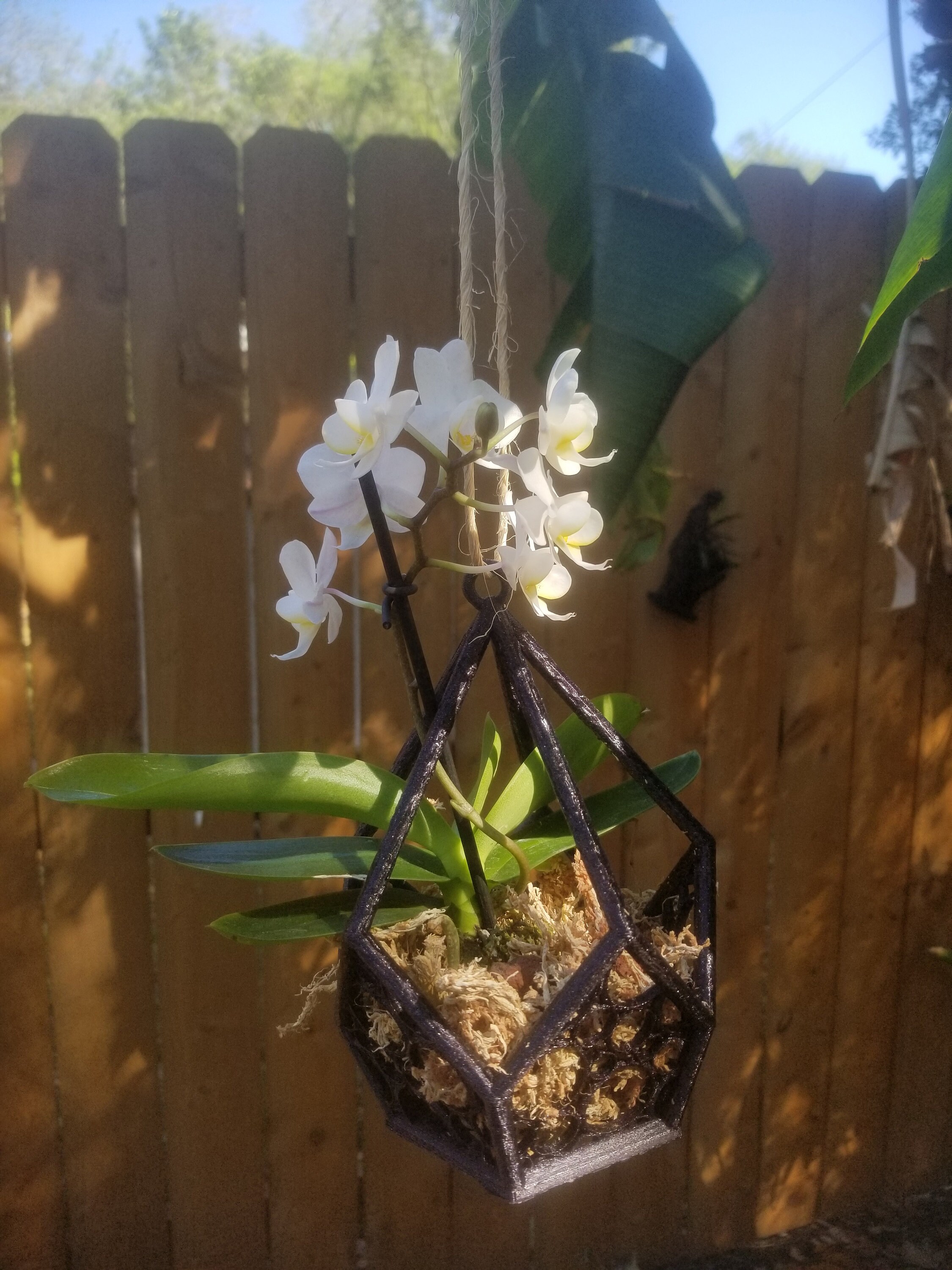 Geometric Orchid Planter Pentasphere - Etsy