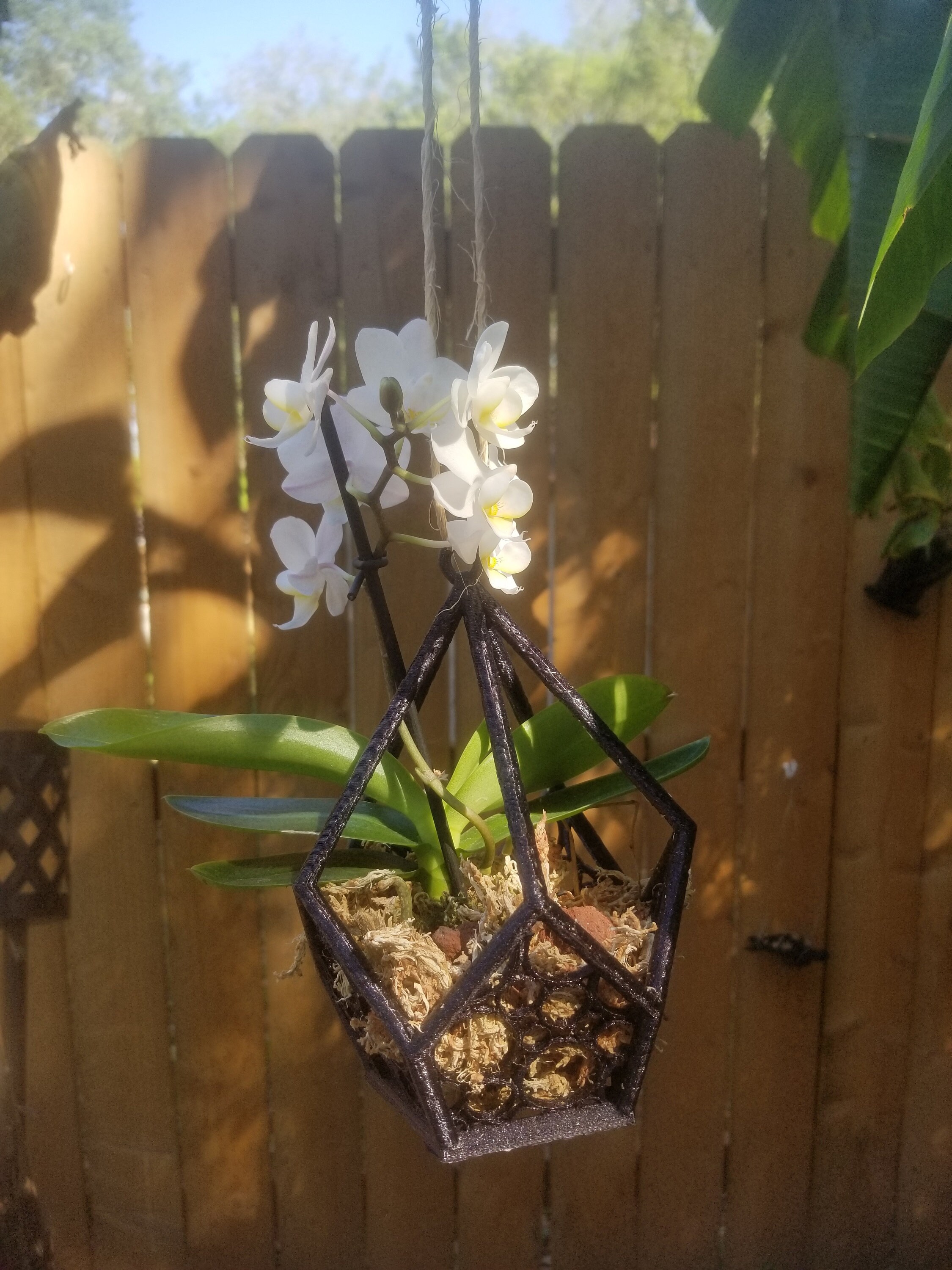 Geometric Orchid Planter - Pentasphere - Etsy