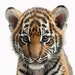 Tiger Cub Digital Print!, Digital Print, Instant Download, Printable ...