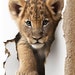 Lion Cub Print!, Digital Print, Instant Download, Printable Art, Wall ...