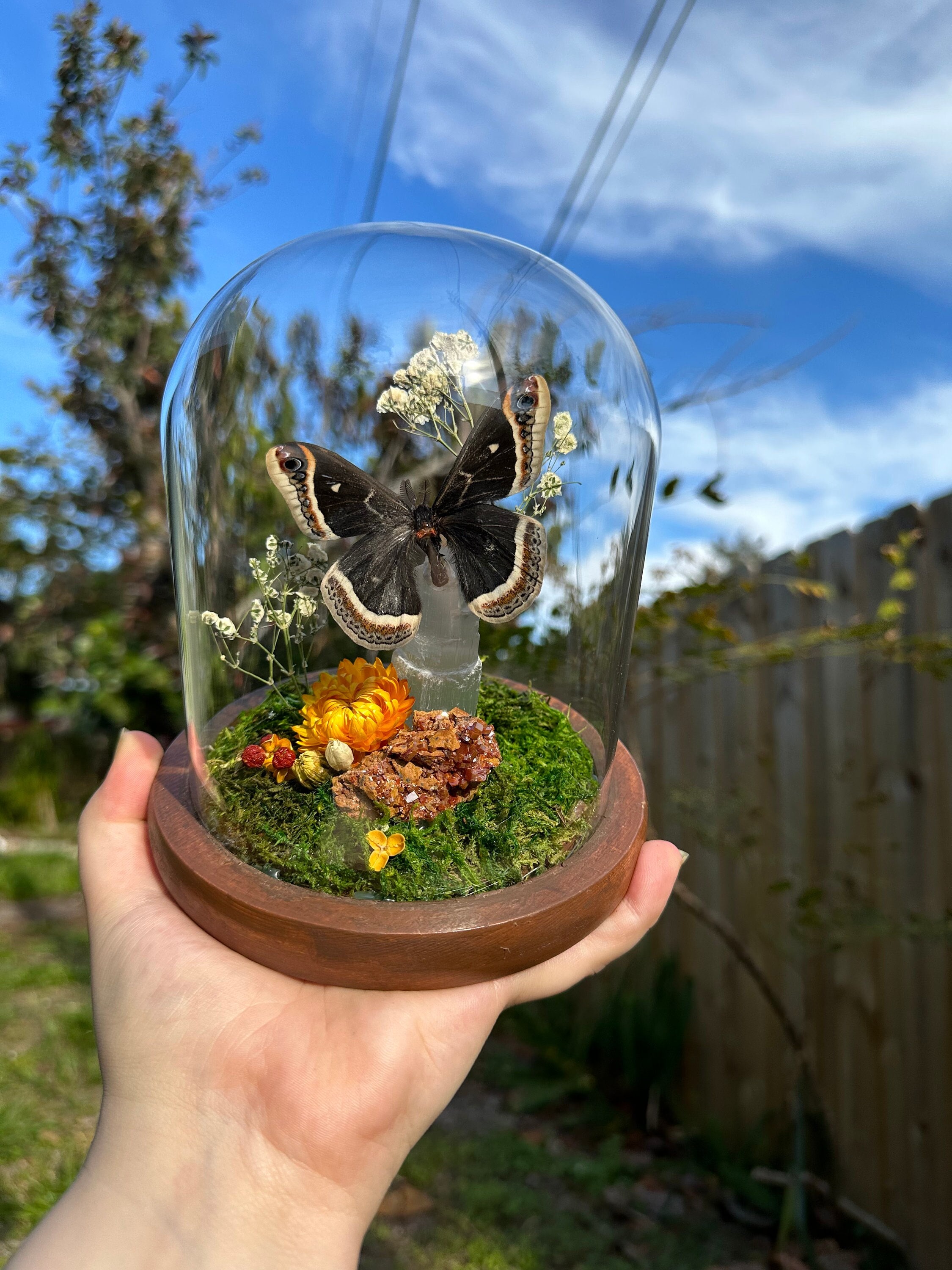 Real Large Moth Bell Jar LED Dome Display With Selenite and Vanadinite ...