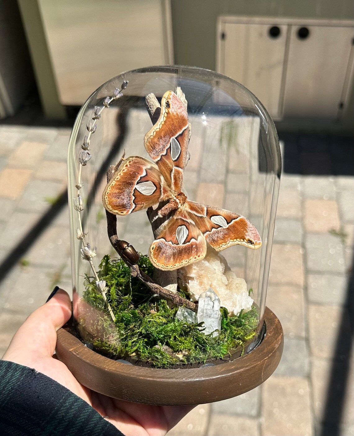 Real Large Moth Bell Jar Dome Display With Peach Stillbite and Quartz ...