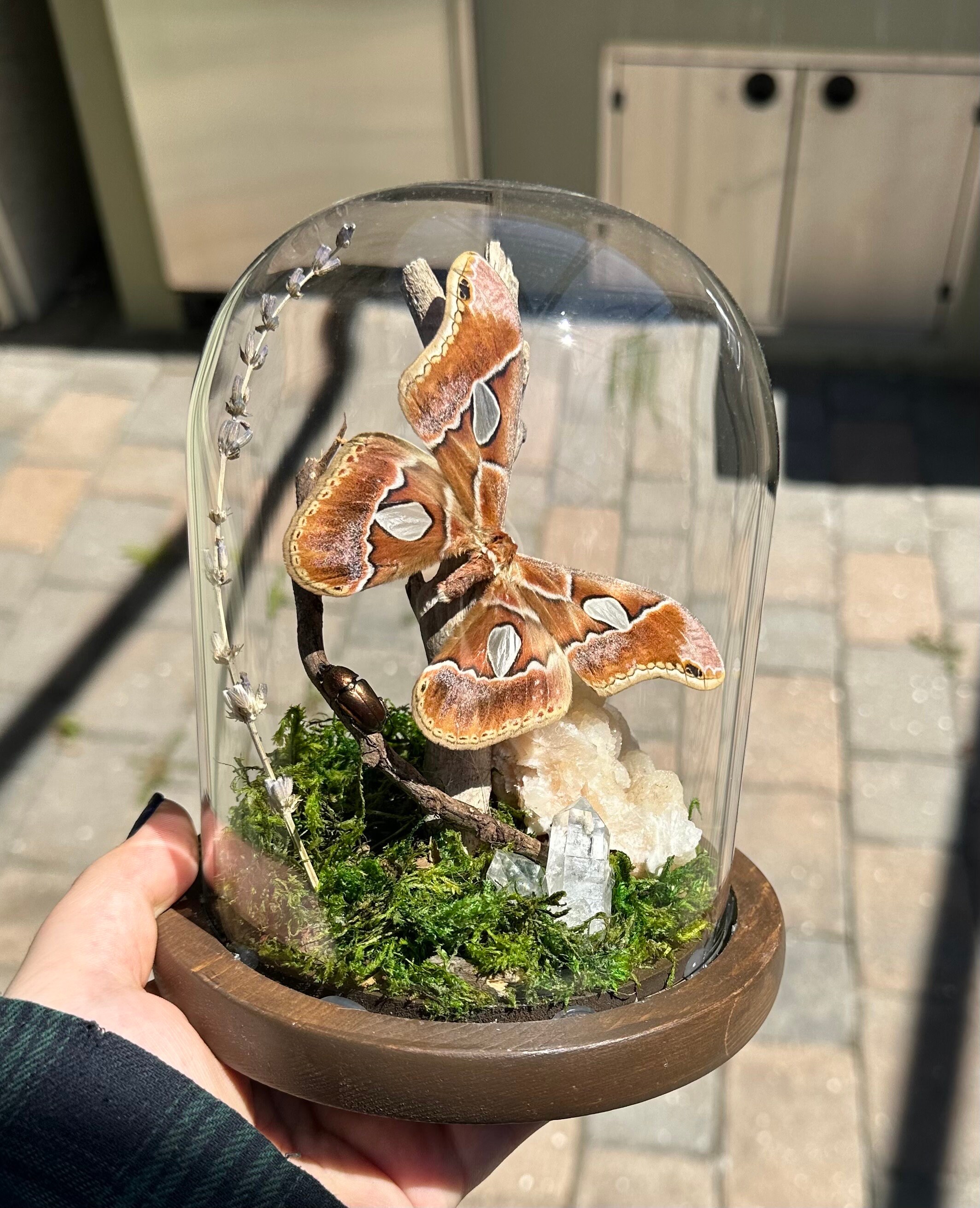 Real Large Moth Bell Jar Dome Display With Peach Stillbite and Quartz ...