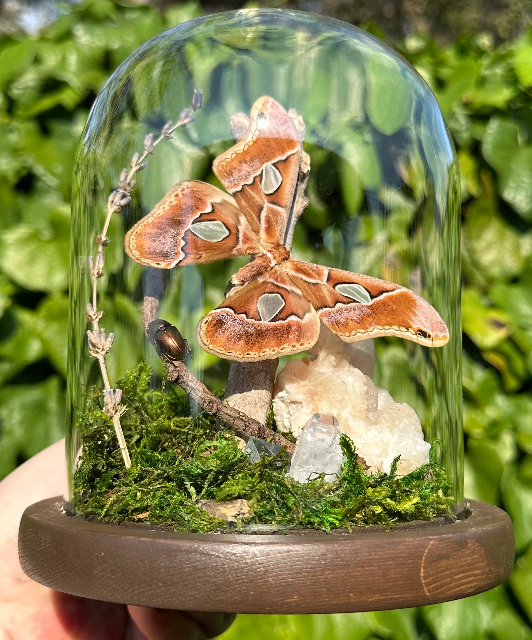 Real Large Moth Bell Jar Dome Display With Peach Stillbite and Quartz ...
