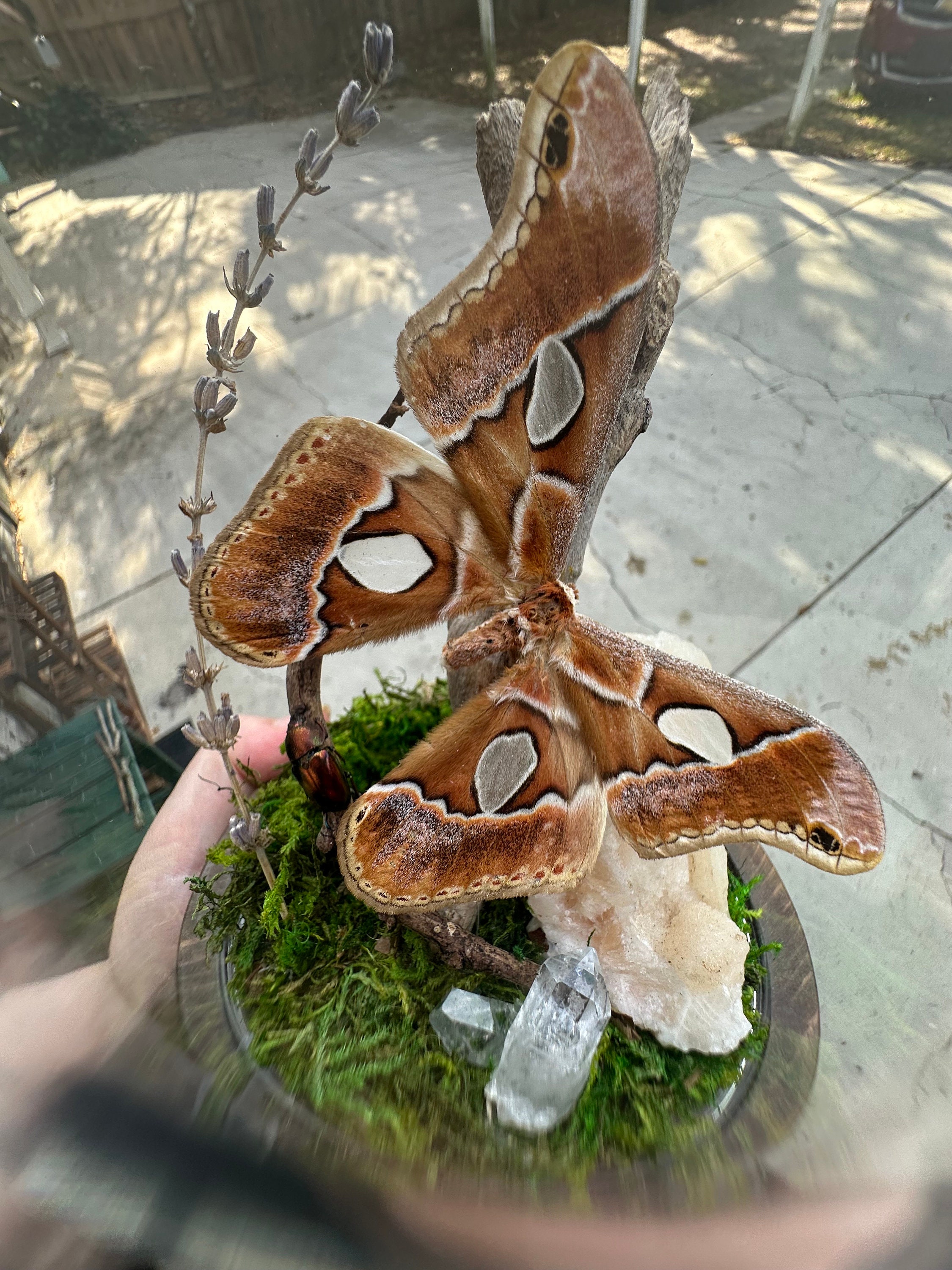 Real Large Moth Bell Jar Dome Display With Peach Stillbite and Quartz ...