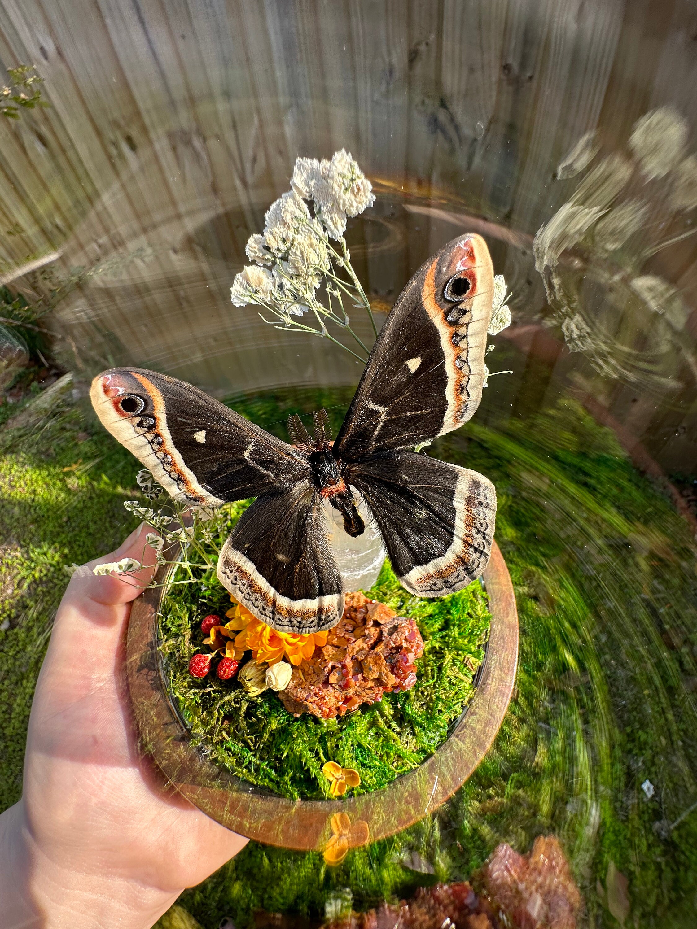 Real Large Moth Bell Jar LED Dome Display With Selenite and Vanadinite ...