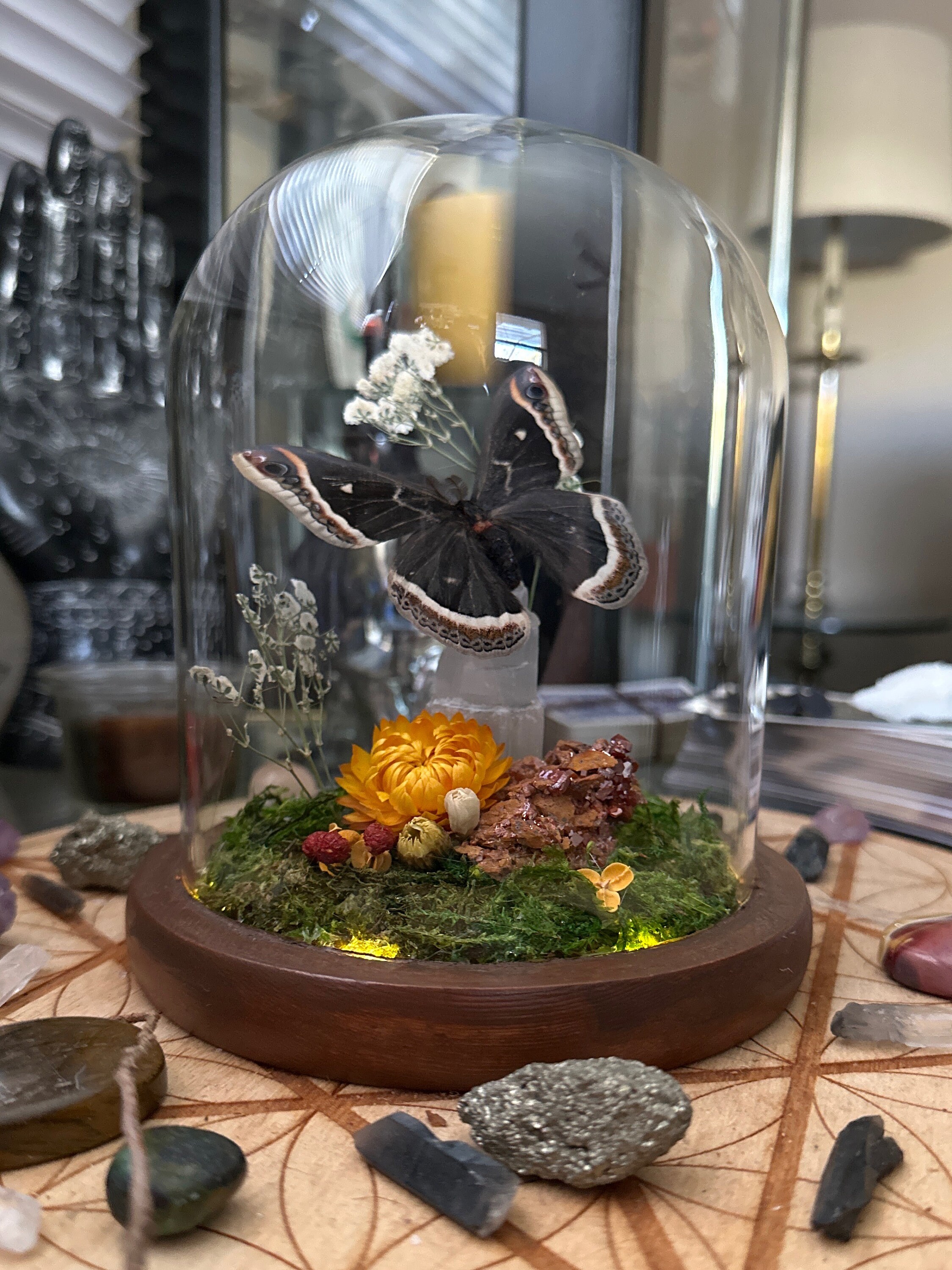 Real Large Moth Bell Jar LED Dome Display With Selenite and Vanadinite ...