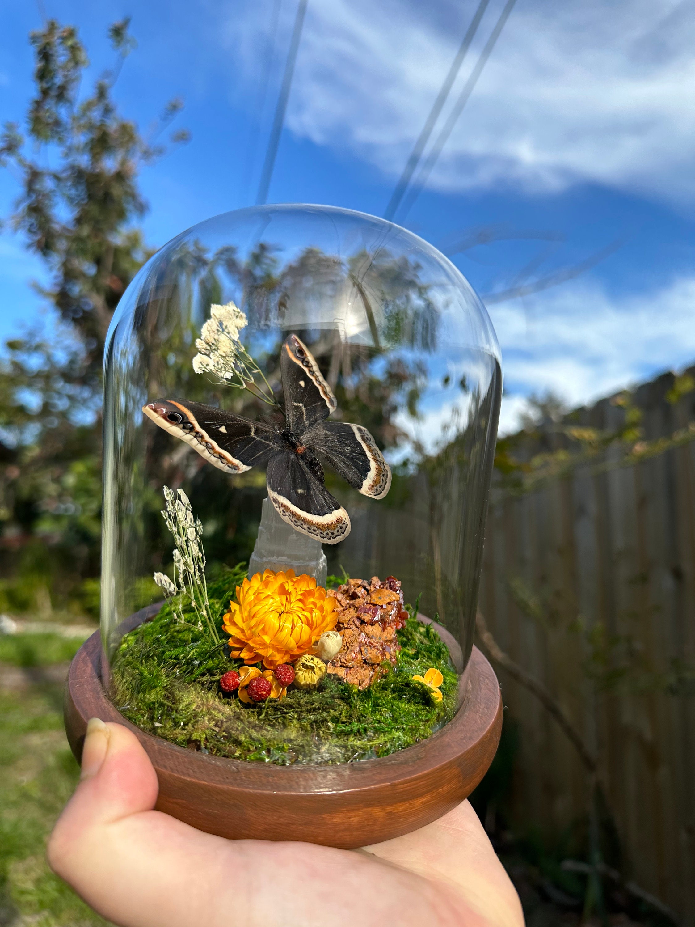 Real Large Moth Bell Jar LED Dome Display With Selenite and Vanadinite ...