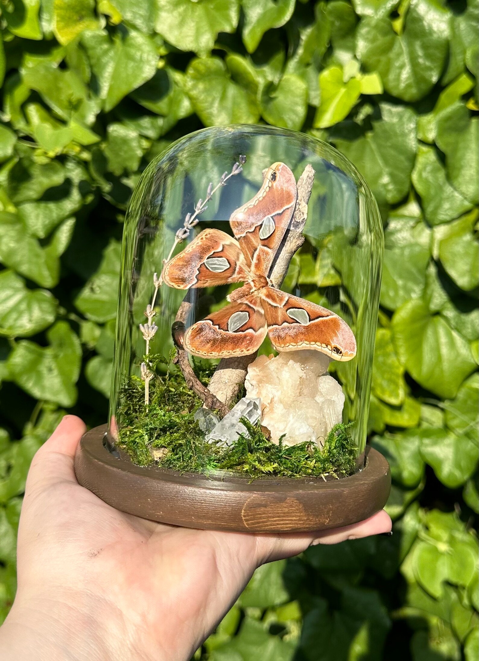 Real Large Moth Bell Jar Dome Display With Peach Stillbite and Quartz ...