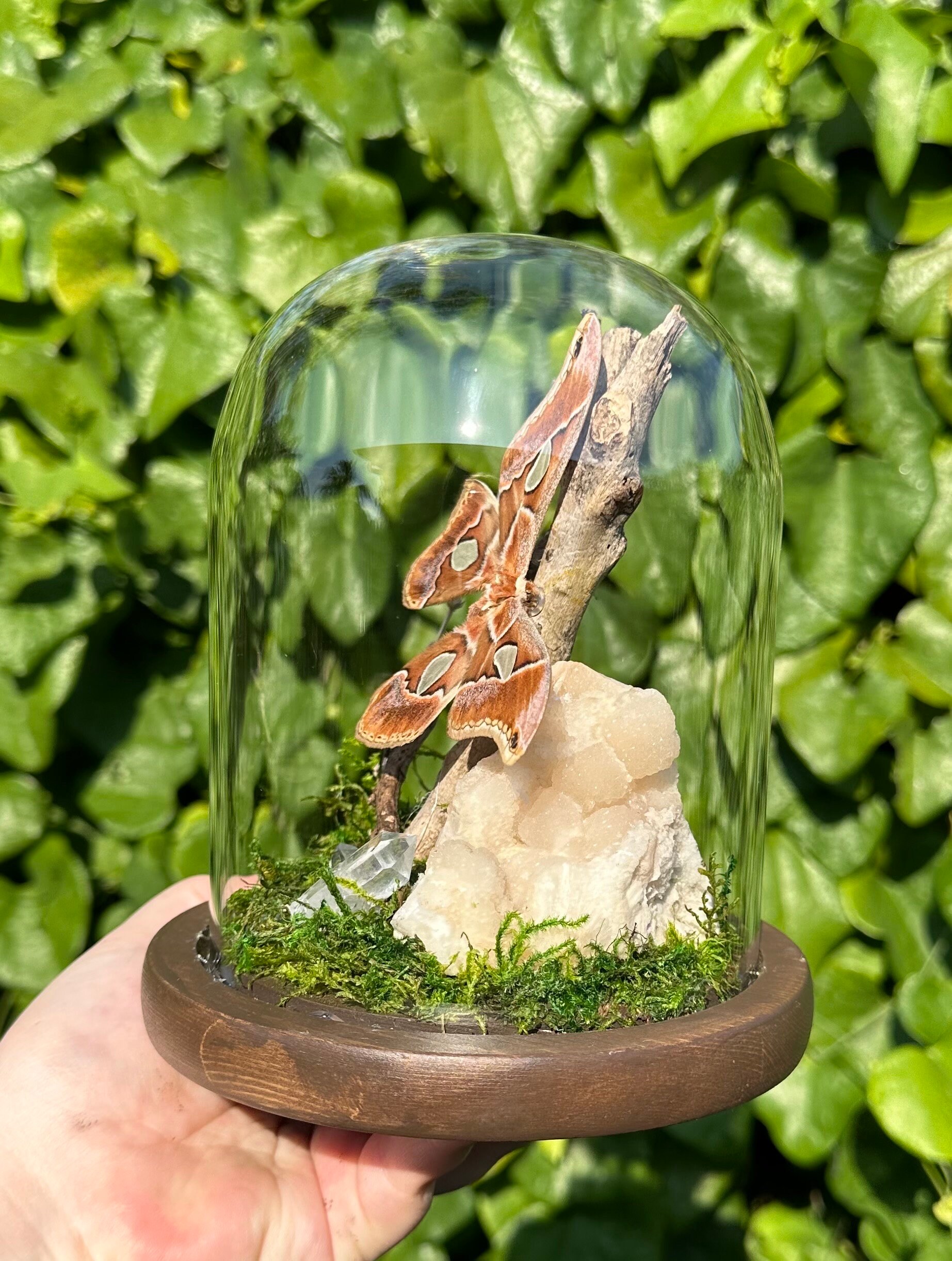 Real Large Moth Bell Jar Dome Display With Peach Stillbite and Quartz ...