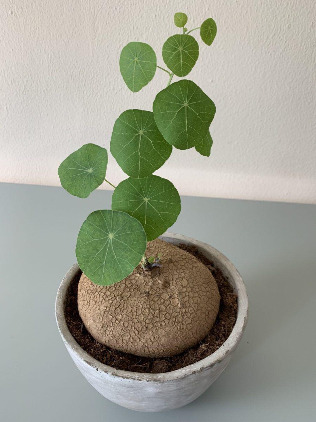 Stephania Erecta Caudex Bulb, Rare Houseplant, Dormant Bulb - Etsy