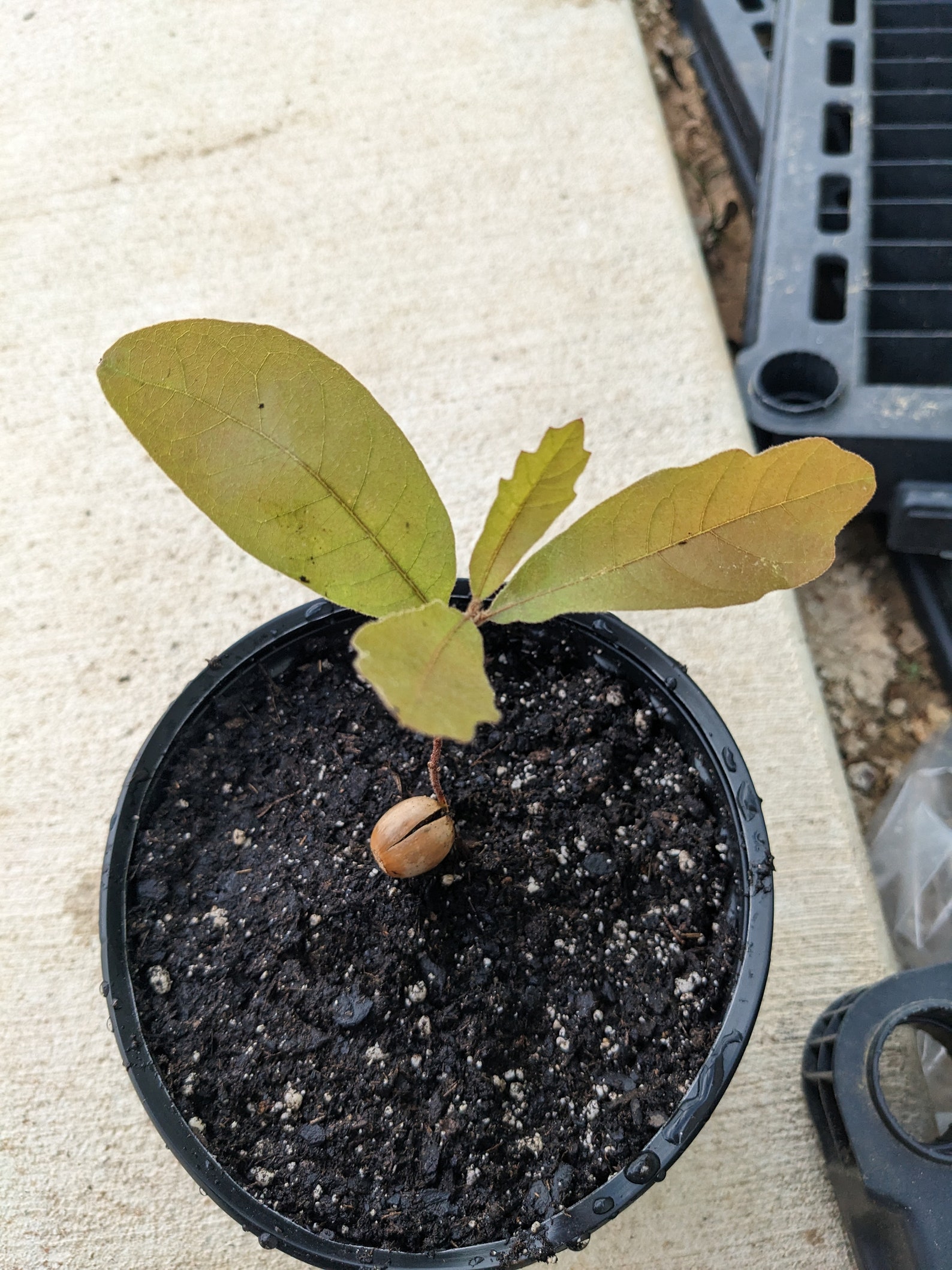White Oak Seedlings - Etsy