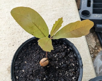 White Oak quercus Alba 2 Year Old Plant, Well Rooted , 12-18 Inches - Etsy