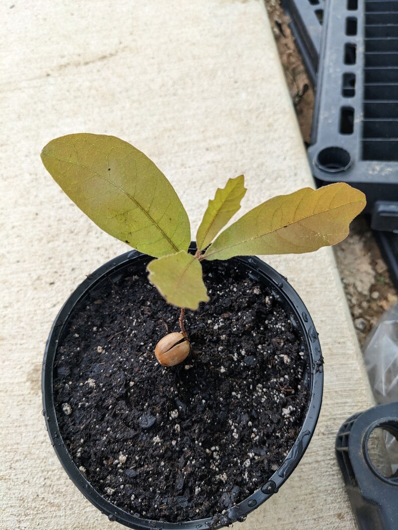 White Oak Seedlings - Etsy