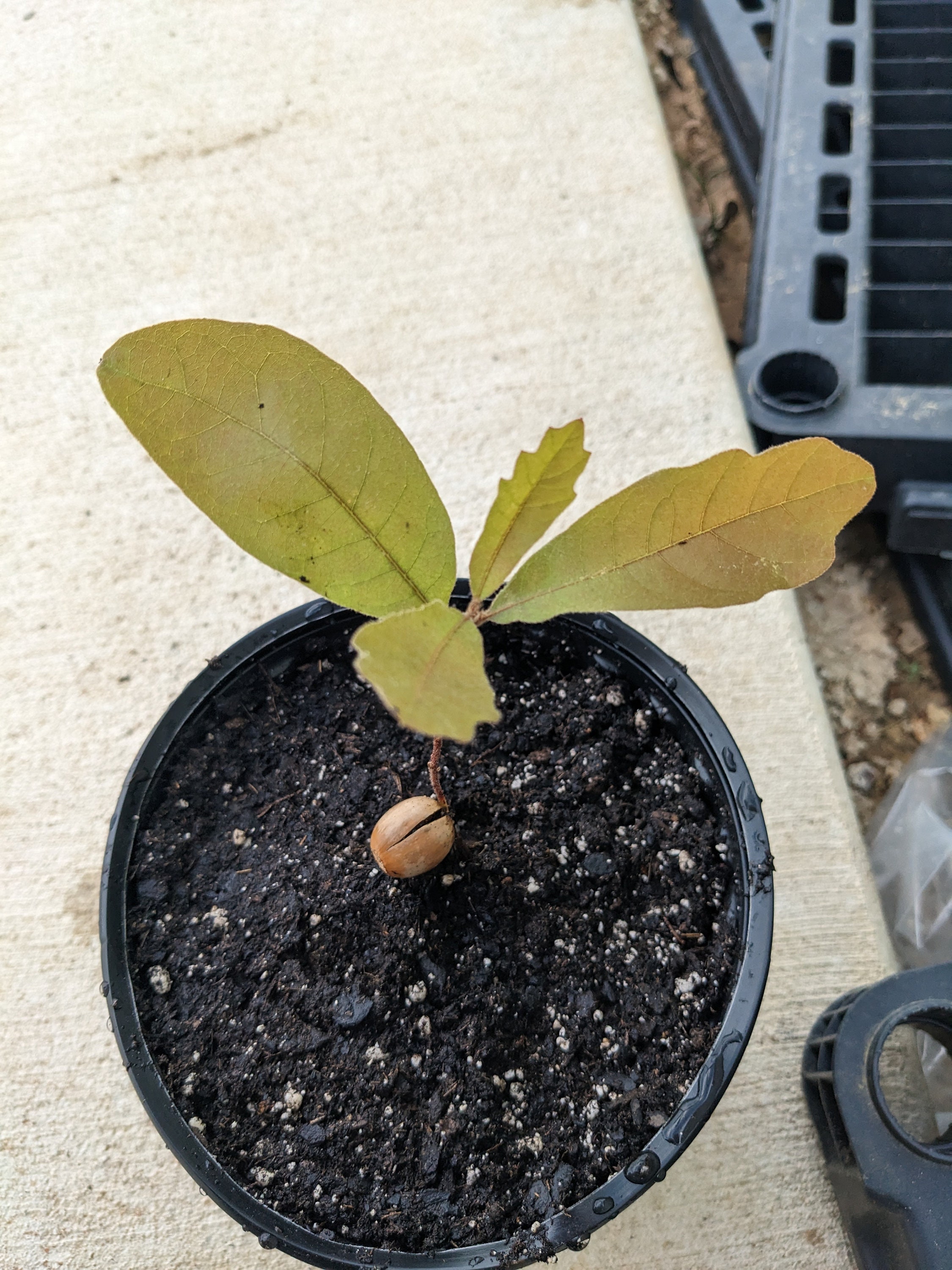 White Oak Seedlings - Etsy