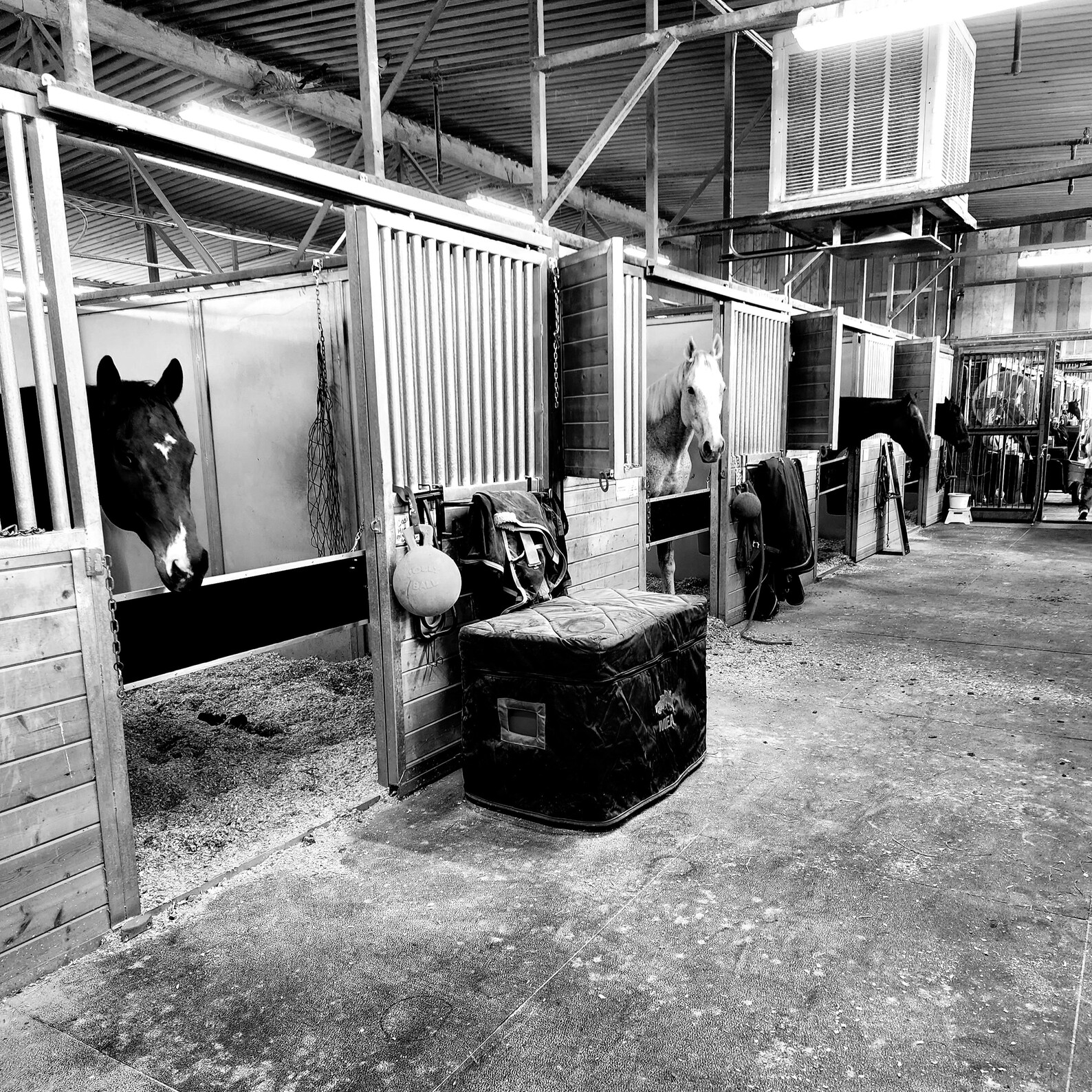 Horse Stall Guard - No Permanent Hardware for Metal Stalls - Sturdy ...