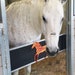 Horse Stall Guard No Permanent Hardware for Metal Stalls Sturdy Wood ...