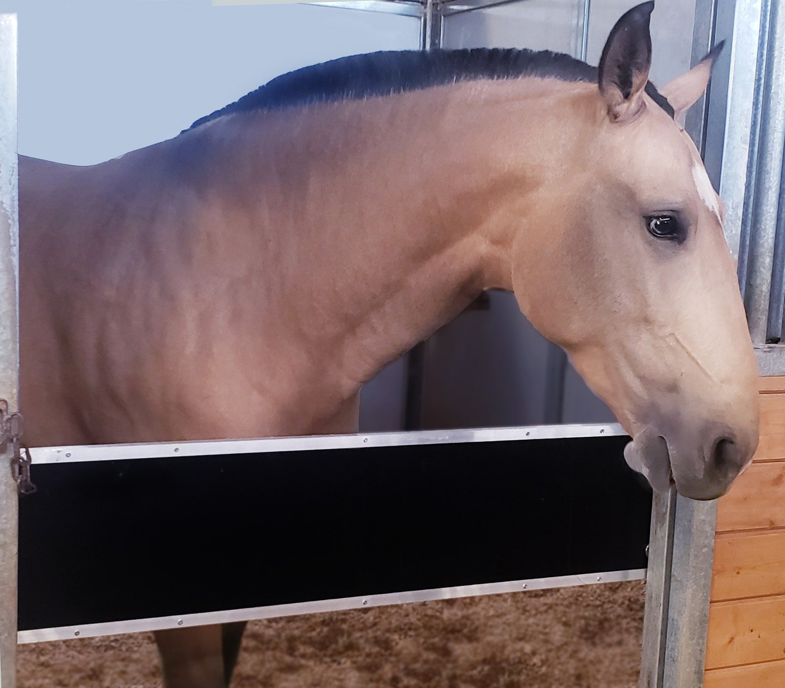 Horse Stall Guard - No Permanent Hardware for Metal Stalls - Sturdy ...