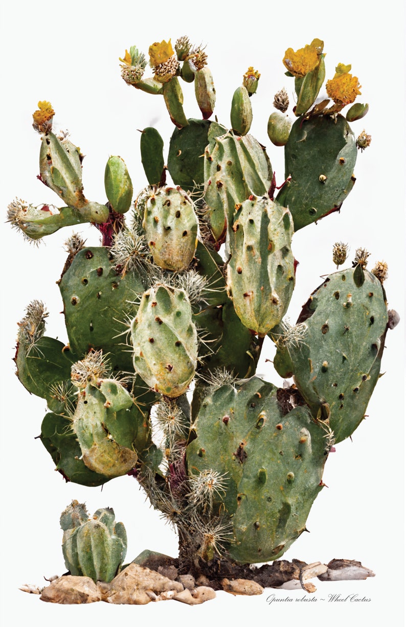 Opuntia Robusta Wheel Cactus Poster Digital Download - Etsy